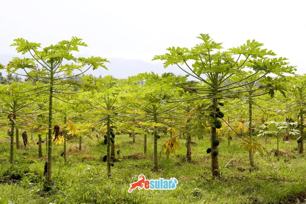 How to Grow Papaya? - Esular Akıllı Tarım Teknolojileri
