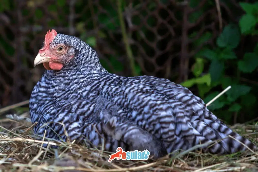 Amrock Çilli Tavuk - esular | Kablosuz Akıllı Otomatik Sulama Sistemi